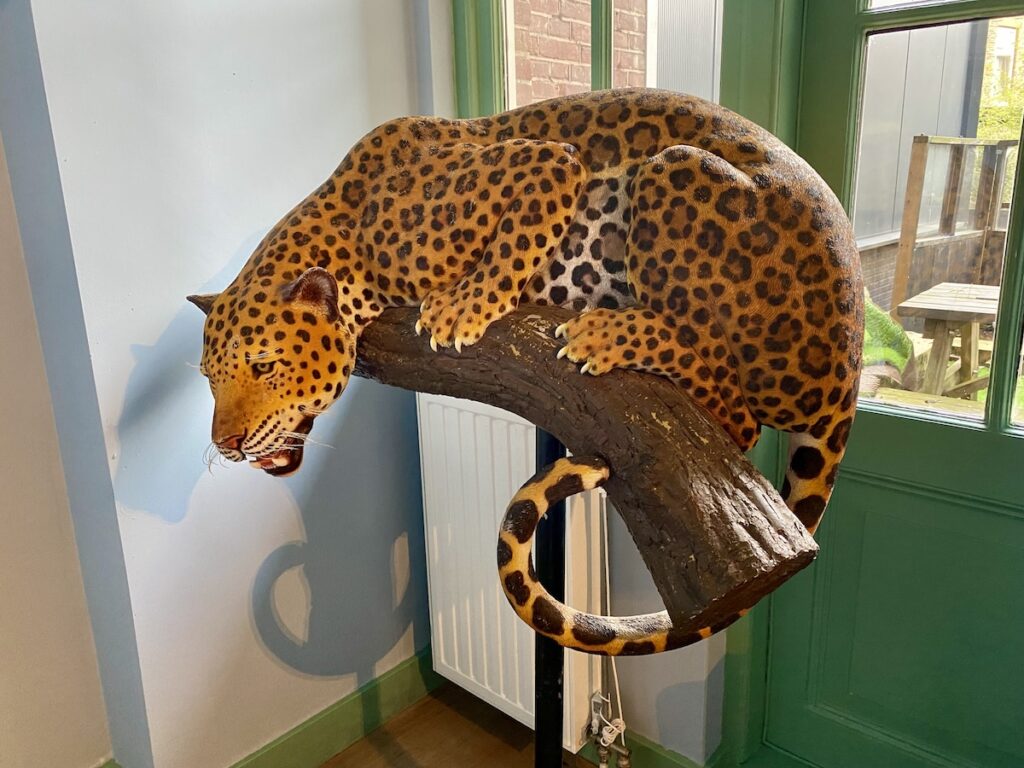 Dorus Amsterdam | Jadescapades