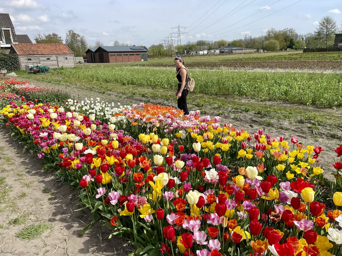 Bollenstreek bike route | Cycle in the tulip fields in the Netherlands ...