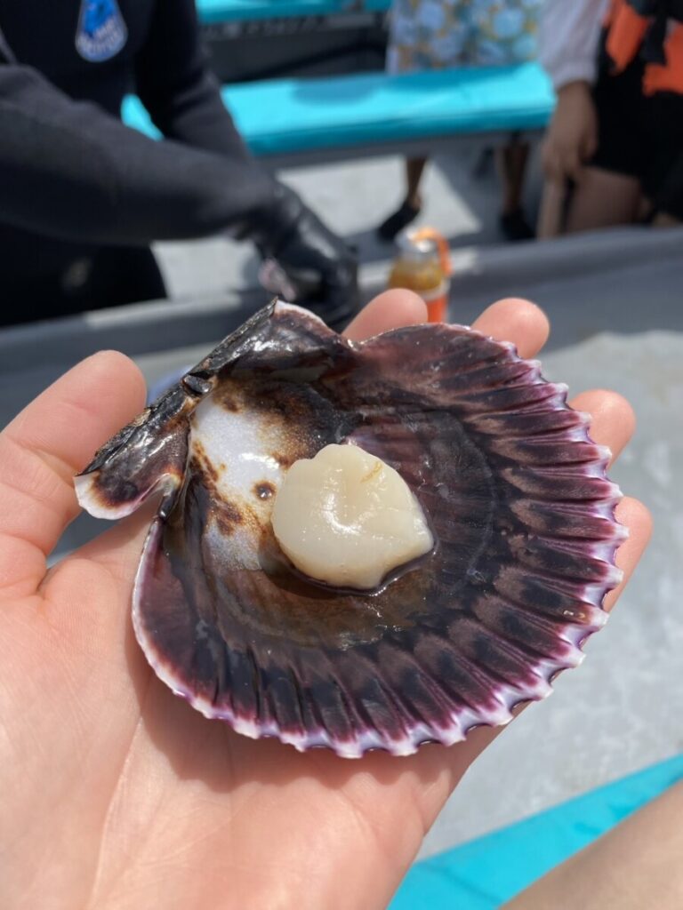 Skip Ballestas Islands: Do This Authentic Paracas Scallop Tour