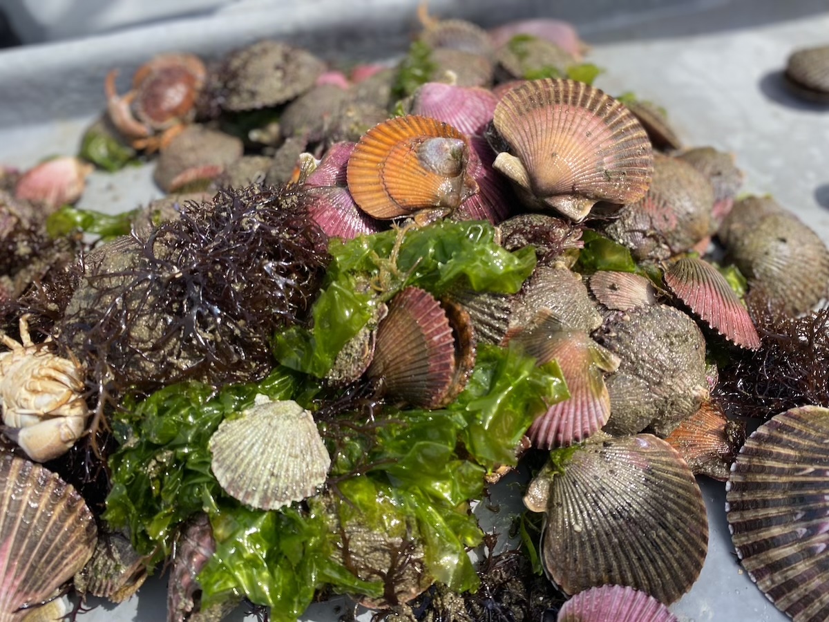 Skip Ballestas Islands: Do This Authentic Paracas Scallop Tour